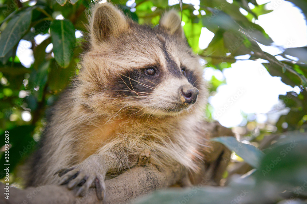 gros plan d'un mignon raton laveur à l'extérieure monter sur arbre ...