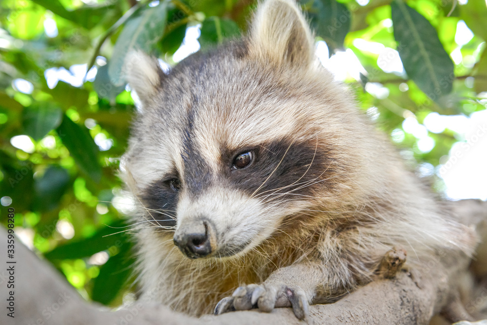 gros plan d'un mignon raton laveur à l'extérieure monter sur arbre ...