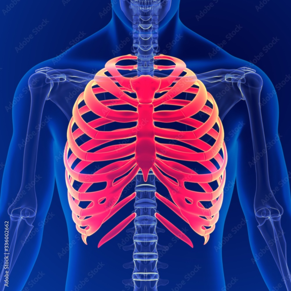 Human skeleton anatomy Rib Or Thoracic Cage 3D Rendering For Medical ...
