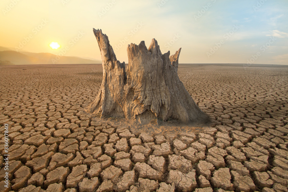 The big tree dead on middle dried lake with hot and clear weather on ...
