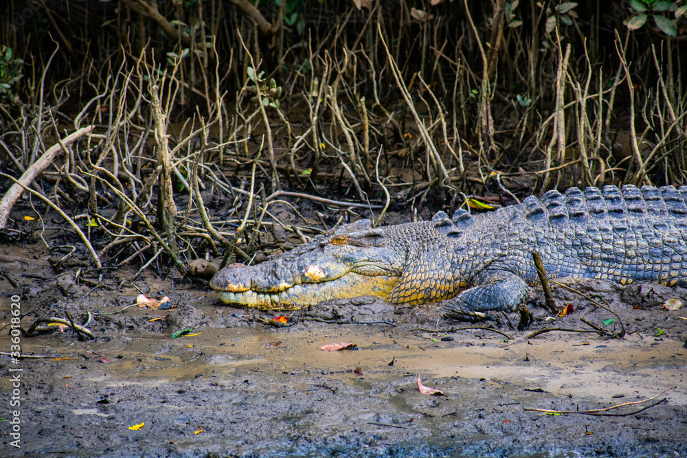Crocodile resting in mud in daintree rainforest Stock Photo | Adobe Stock