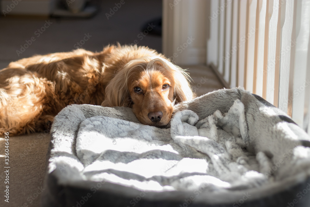 How Long Should A Cocker Spaniel Sleep