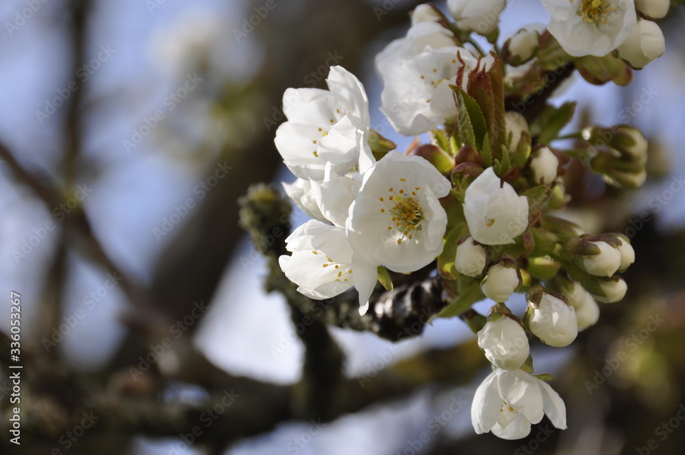 Fleurs de bourgeons dans un magnifique cerisier avec un fond flou Stock ...