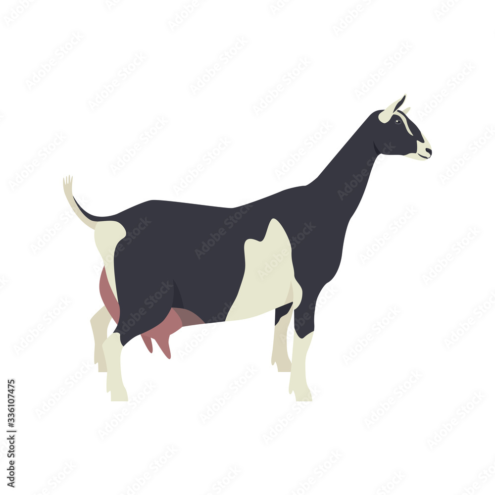 Sable goat Breeds of domestic farm animals Flat vector illustration ...