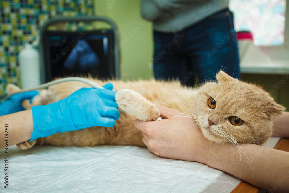 The doctor does an ultrasound examination of the cat's abdomen, an ...