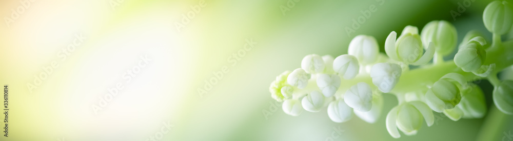 Nature of flower in garden using as cover page background natural flora ...