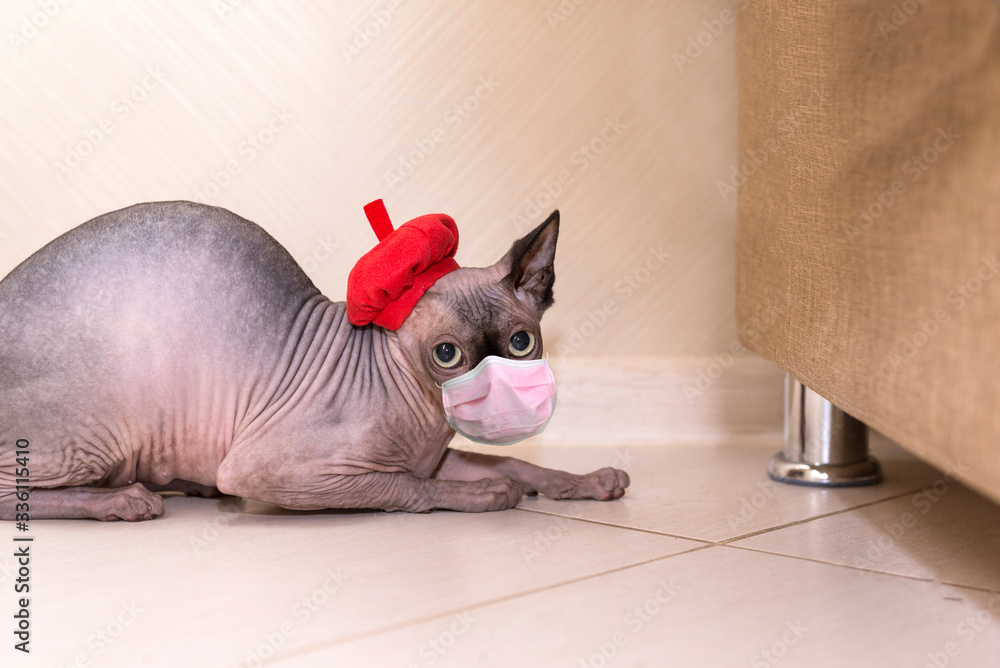 bald cat of breed the canadian Sphynx on the floor in a red beret Stock ...