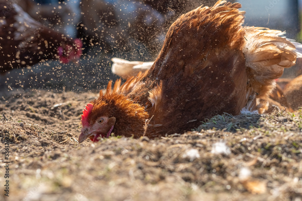 Glückliche Hühner: Geflügel beim Sandbaden in artgerechter Haltung foto ...