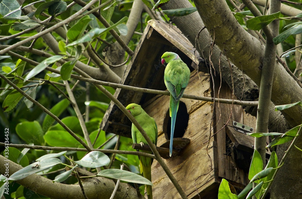 Green Parrots on the tree nest house- Couple of indian parrot siting on ...