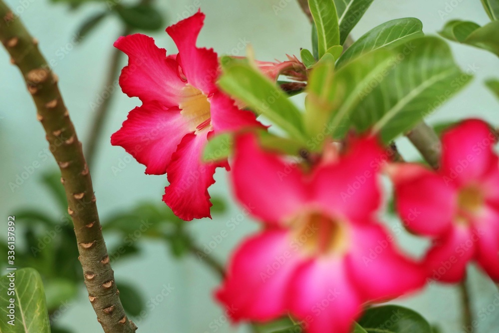 Red adenium flowers. Adenium obesum is a colorful houseplant in ...