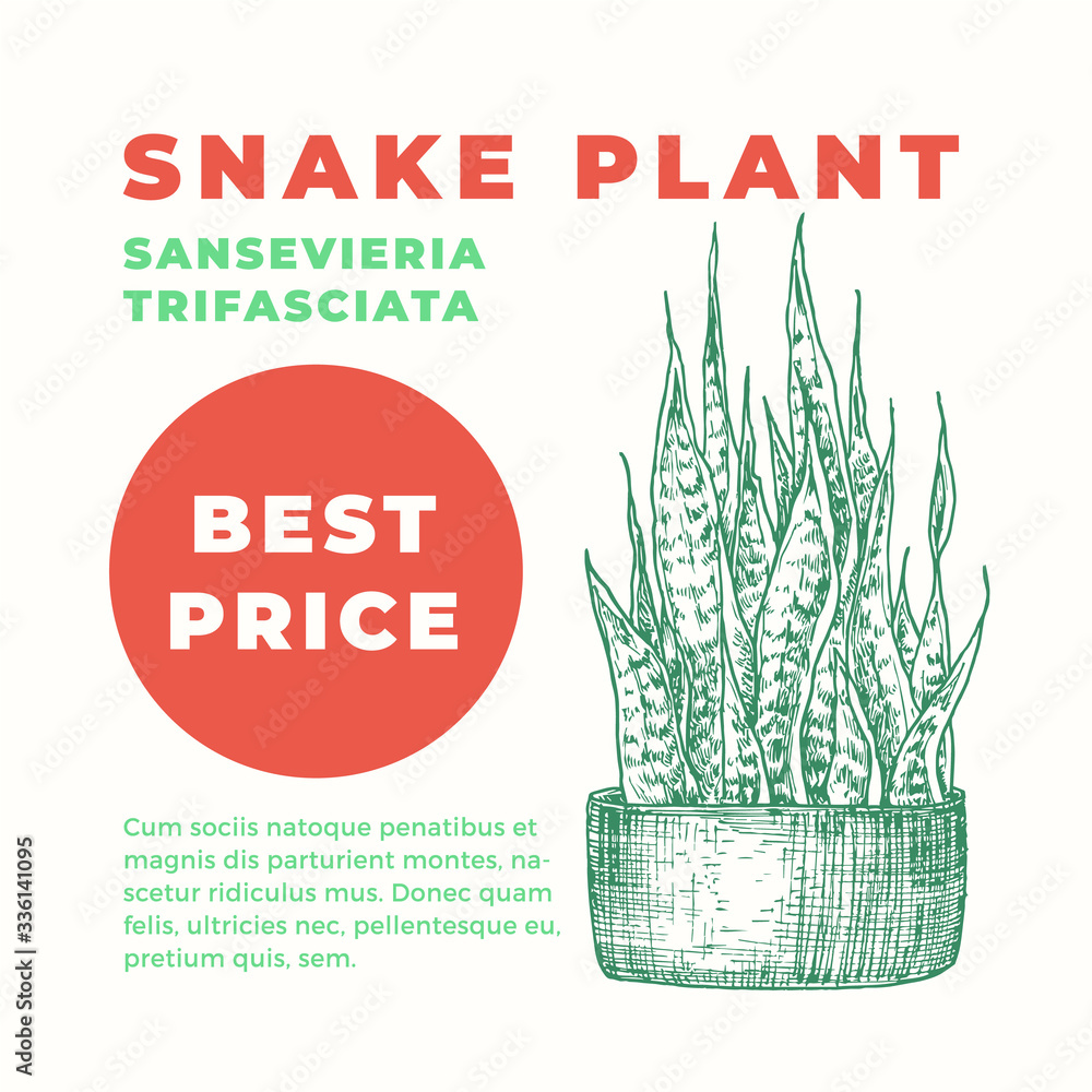 Snake Plant Abstract Vector Sign or Label Template. Hand Drawn Potted ...