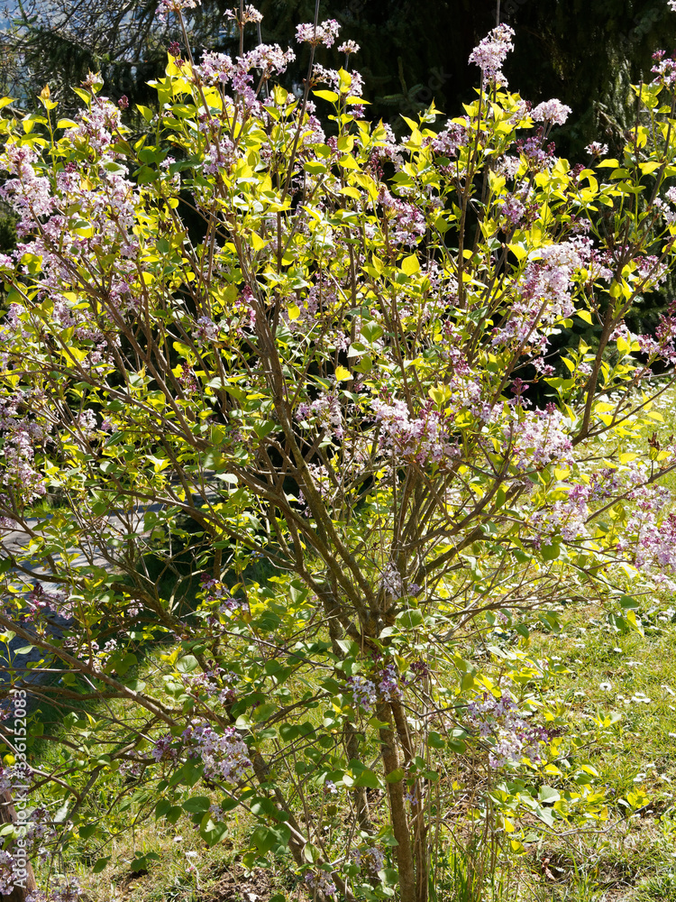 Syringa Microphylla 'Superba' | Lilas de Chine ou lilas à petites ...