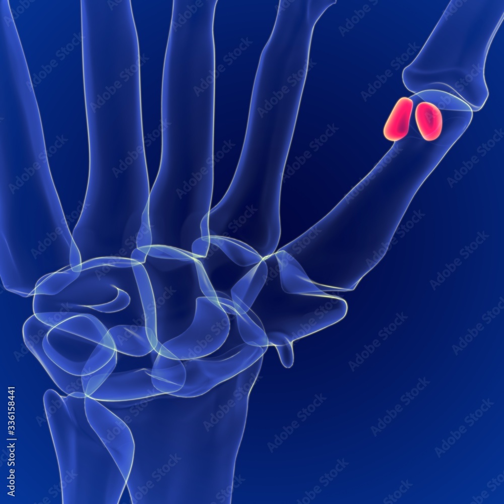Human skeleton anatomy Sesamoid Bones 3D Rendering For Medical Concept ...