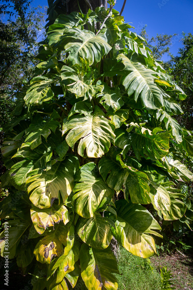 tropical jungle pothos plant - Epipremnum aureum Stock Photo | Adobe Stock