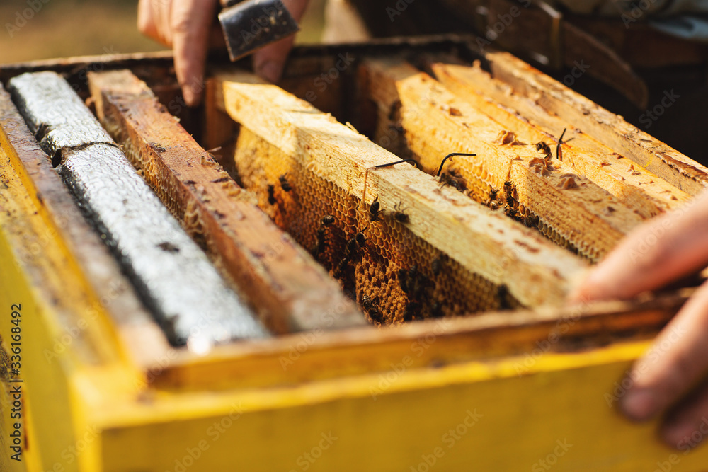 Bee hive detail. Beekeeper is working with bees and beehives on the ...