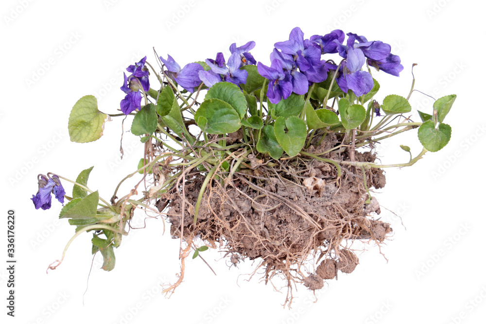 Viola odorata or Wood violet. Group of flowering plants with green ...