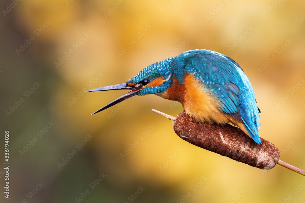 Angry common kingfisher, alcedo atthis, male calling with beak open to ...