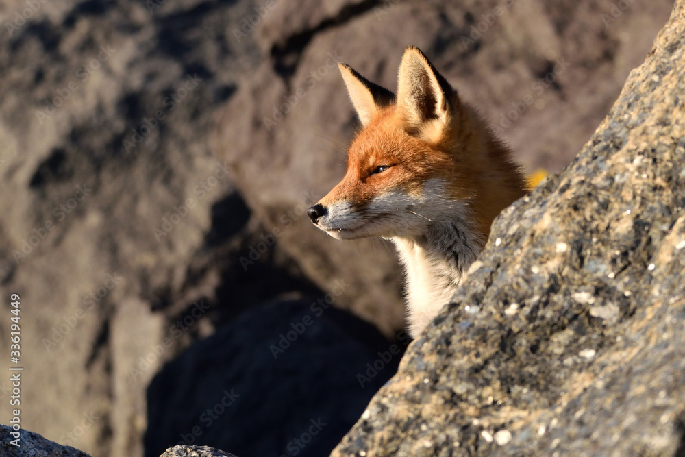 Beautiful portrait of the head of a fox that looks out over the ...