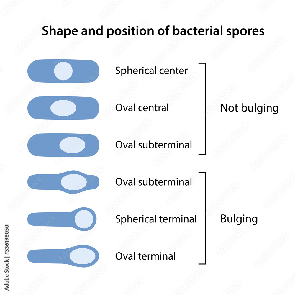 Shape and position of bacterial spores. The shapes of bacillus spores ...
