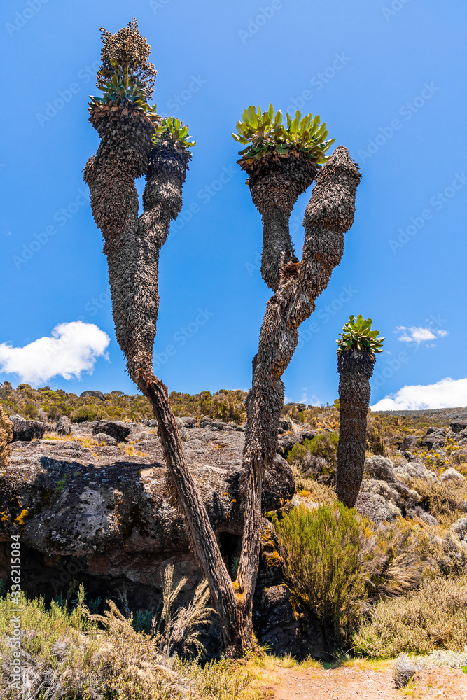 Senecio trees on the Lemosho Route to Mount Kilimanjaro in Tanzania ...