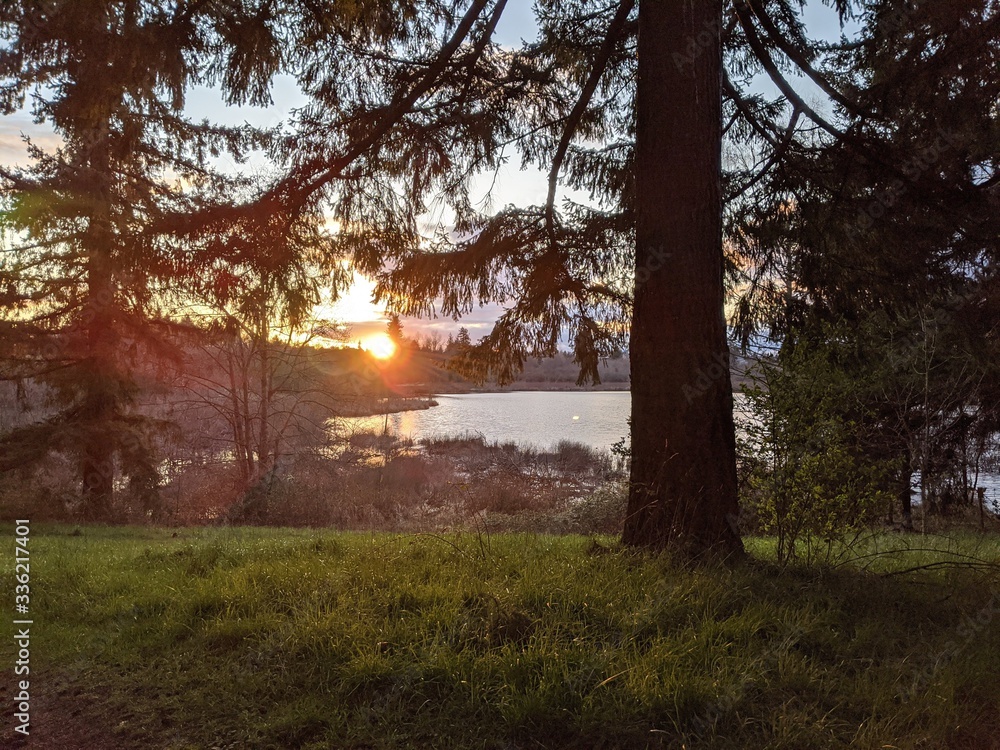 Sunset over a distant lake, as seen from underneath a stand of conifer ...