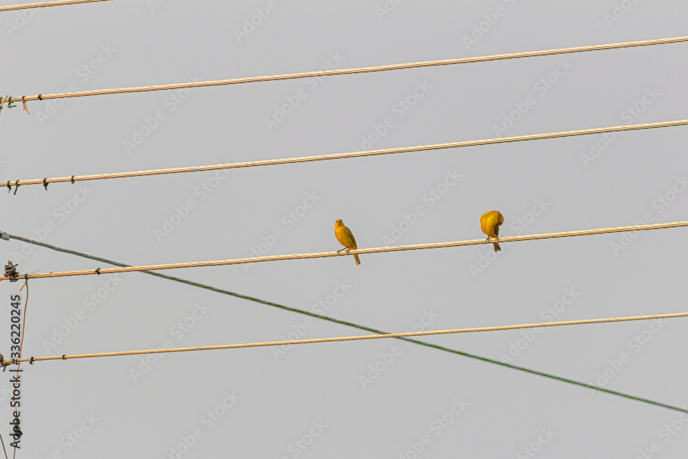 little yellow birds on an electric cable Stock Photo | Adobe Stock