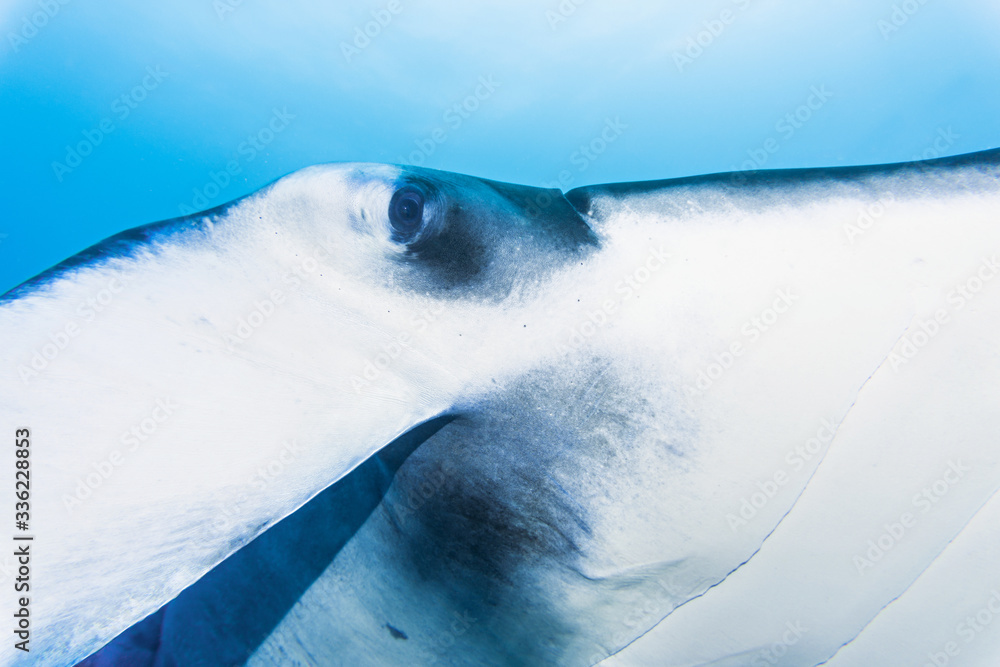 Manta Ray Stock Photo | Adobe Stock