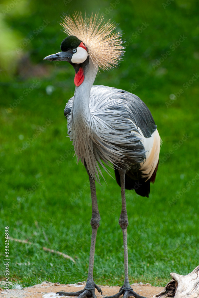 Gru coronata grigia Stock Photo | Adobe Stock