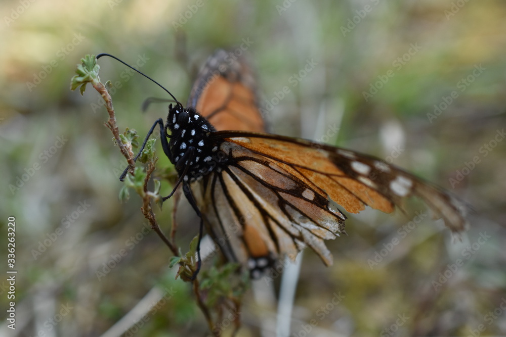 Mariposa Monarca - Alas rotas Stock Photo | Adobe Stock