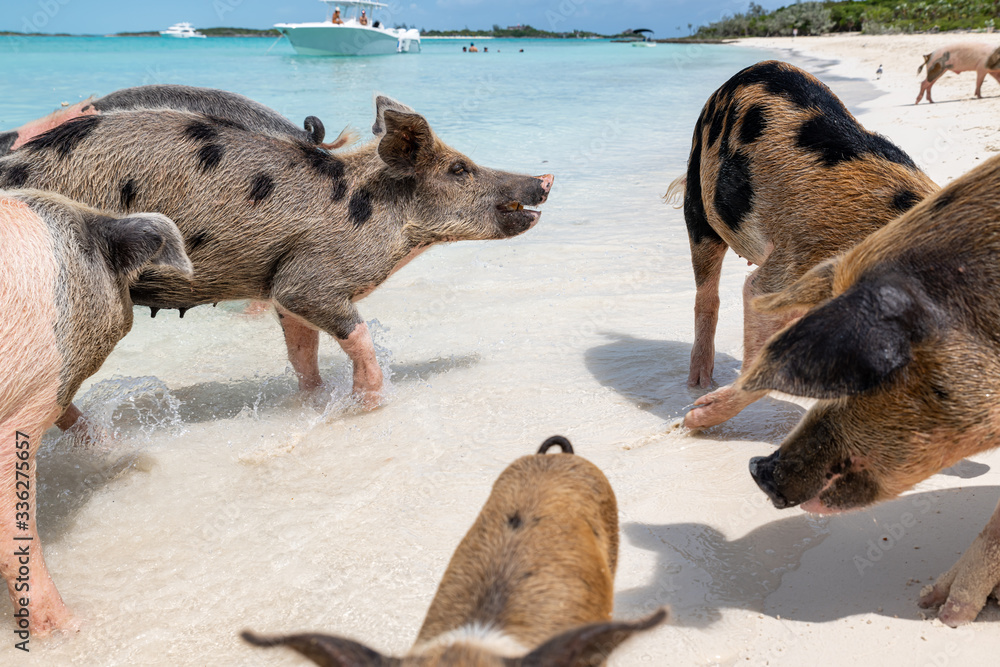 The famous feral swimming pigs of Bahamas living in an uninhabited ...