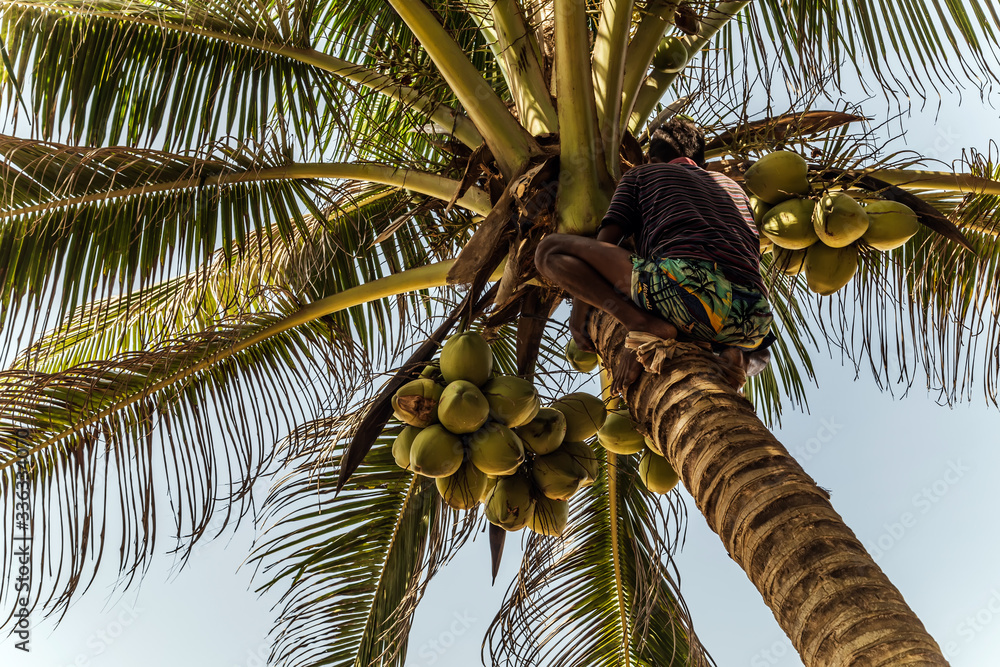 Man Climbing Cocos branch harvester harvests coconut palm tree trunk ...