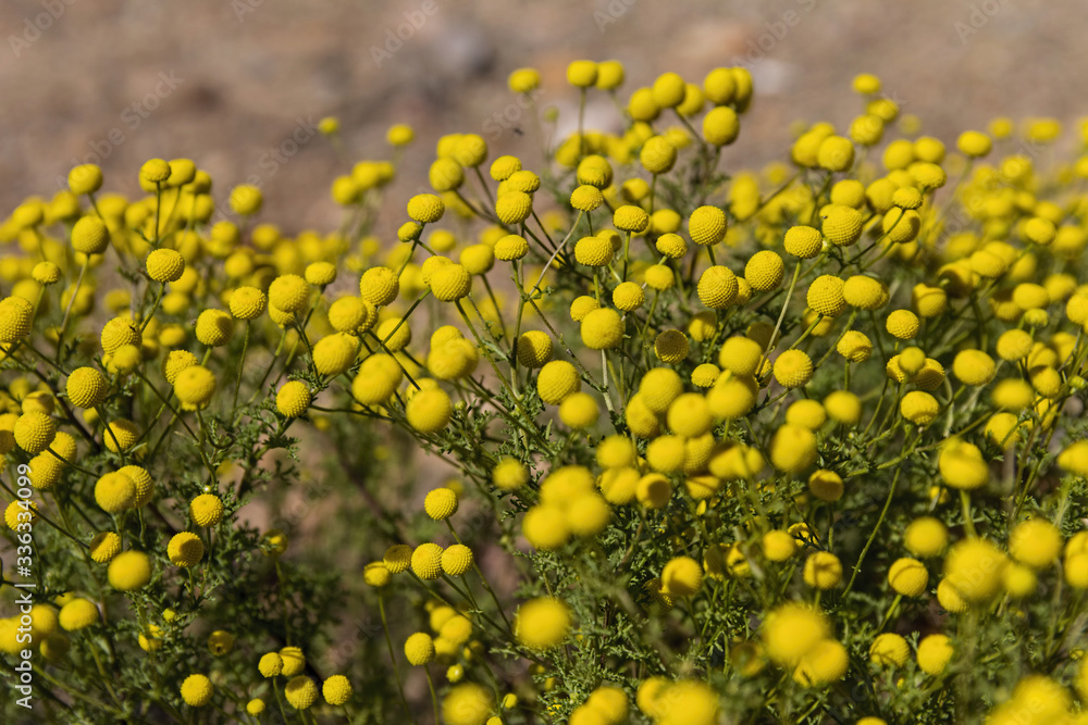 Globe chamomile flowering fynbos, South Africa. Stinknet plant. Stock ...