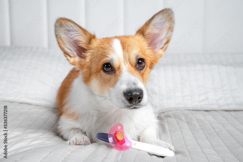 Cute ginger and white dog of welsh corgi pembroke breed, lying on white ...