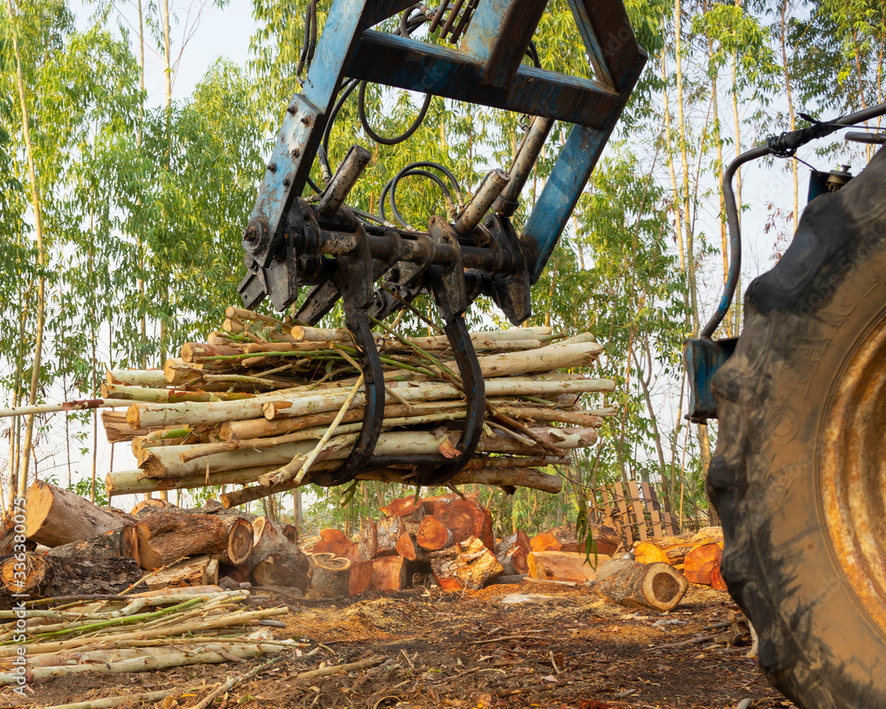 Eucalyptus wood log loader to send wood processing plant. Stock Photo ...