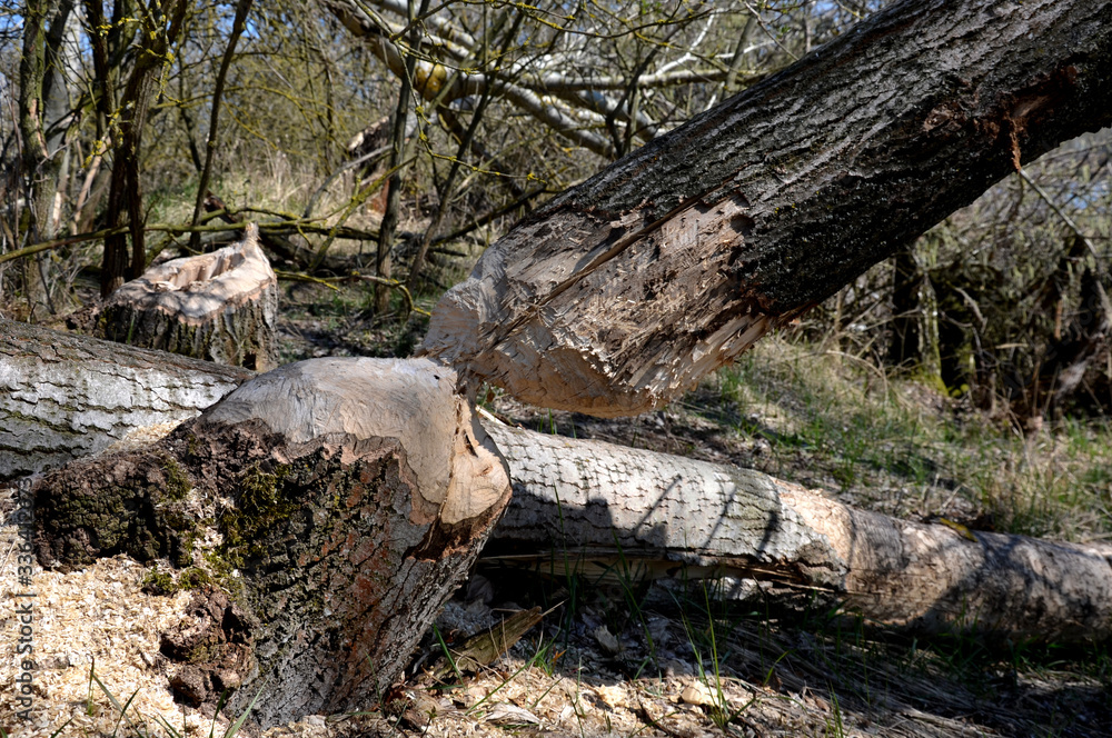 Castor fiber beaver european felling trees by biting gnawing teeth ...
