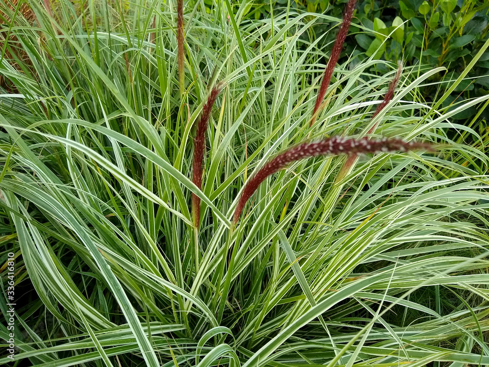 Pennisetum setaceum 'Sky Rocket' Stock Photo | Adobe Stock