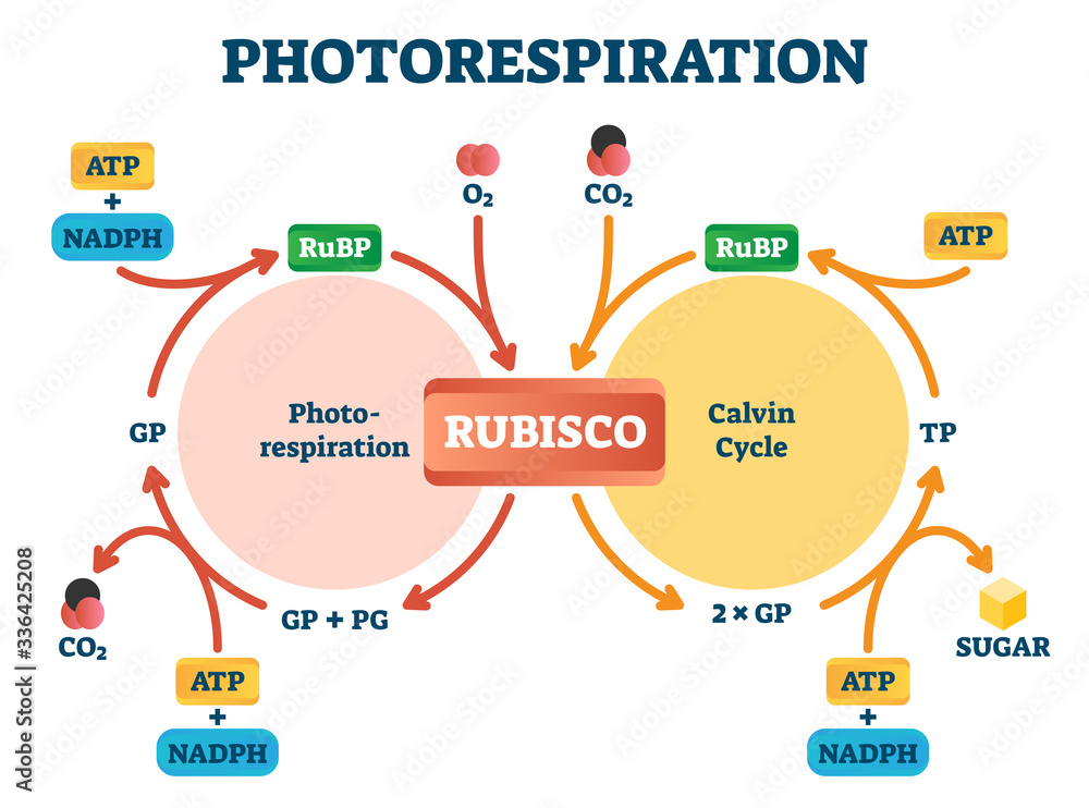Photorespiration Vector Illustration Labeled Photosynthesis Education photorespiration-vector-illustration-labeled-photosynthesis-education