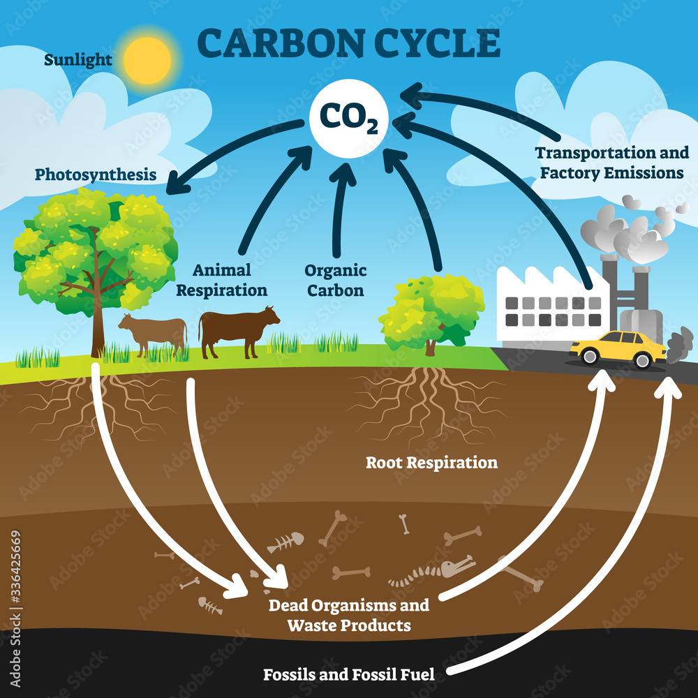 Carbon cycle vector illustration. Labeled CO2 biogeochemical process ...