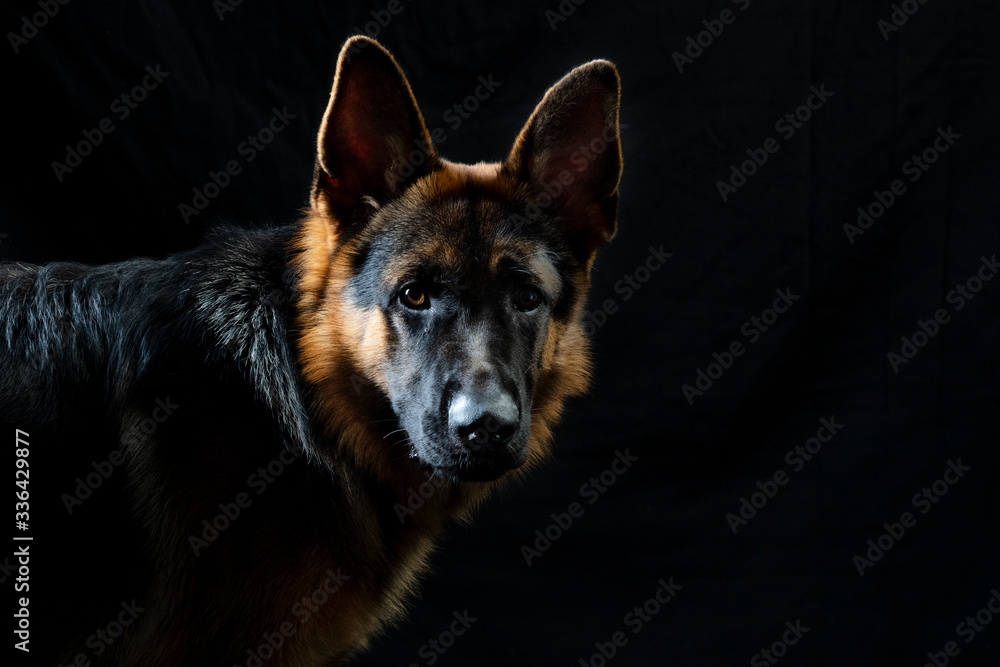 German shepherd portrait Stock Photo | Adobe Stock