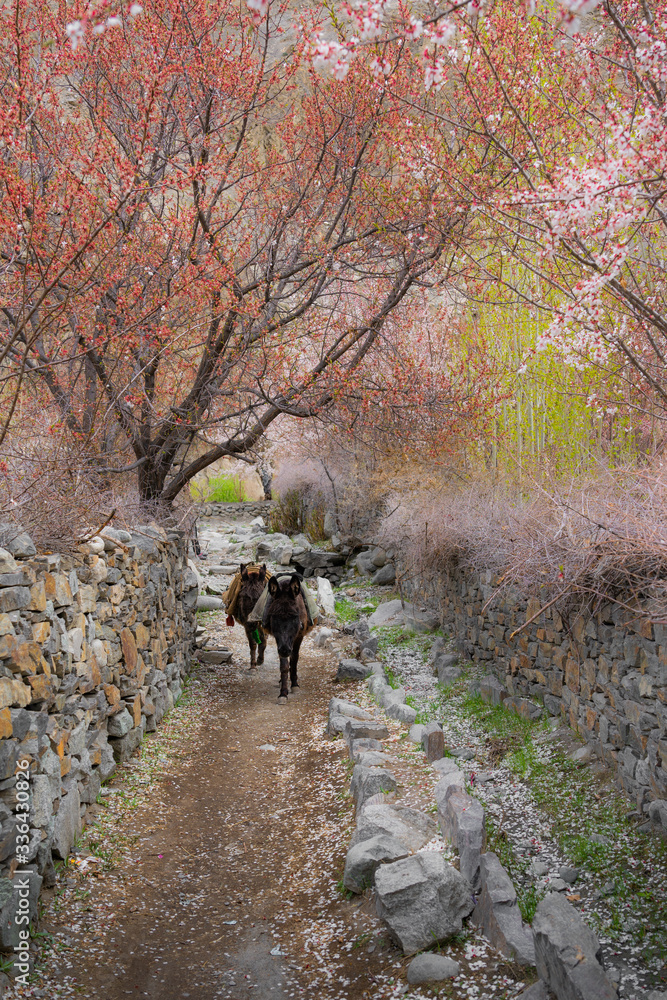Donkeys walking under apricot trees in full bloom path way at Turtuk ...