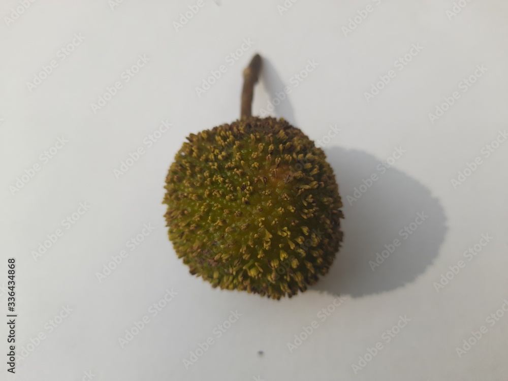 Neolamarckia cadamba,with English common names burflower-tree, laran ...