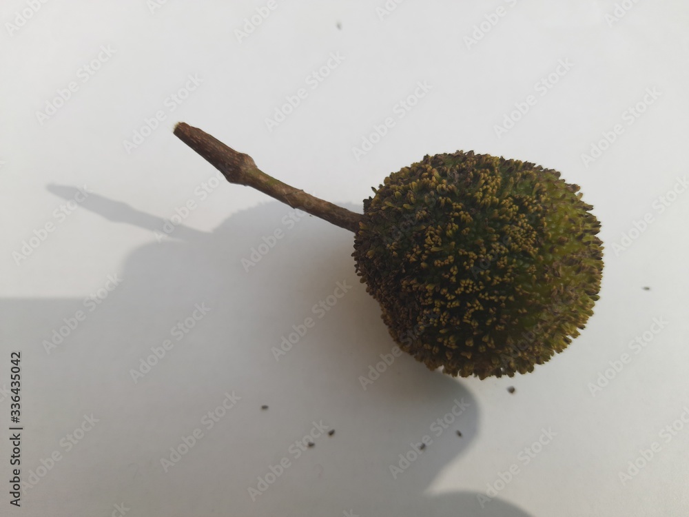 Neolamarckia cadamba,with English common names burflower-tree, laran ...