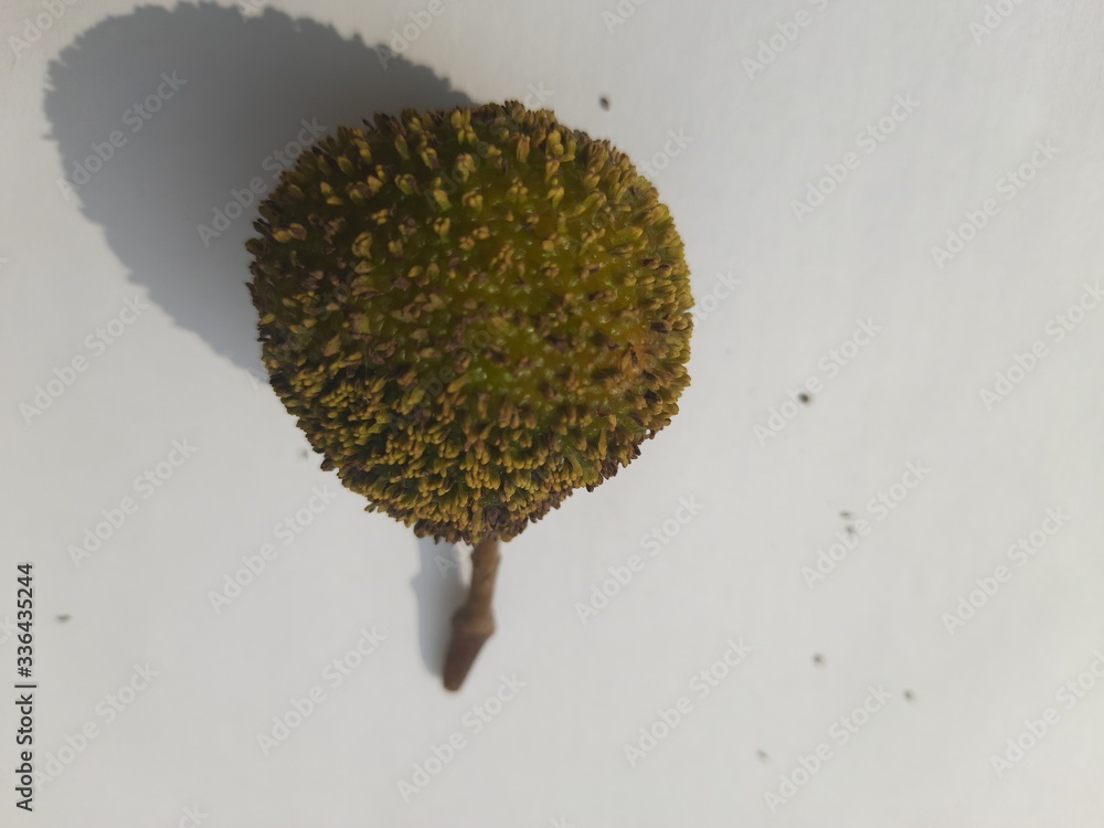 Neolamarckia cadamba,with English common names burflower-tree, laran ...