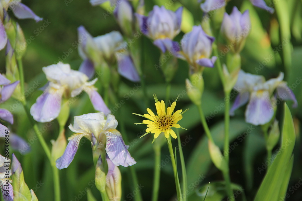 Beautiful flowers in the garden. Natural flowers macro background. Hd ...
