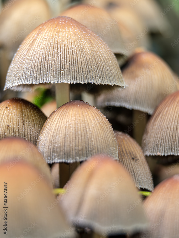 Pilze Stock Photo | Adobe Stock