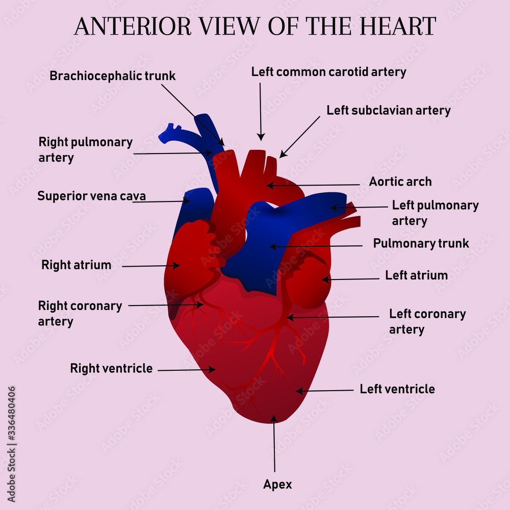 Medical illustration of cardiovascular system. Heart anatomy and ...