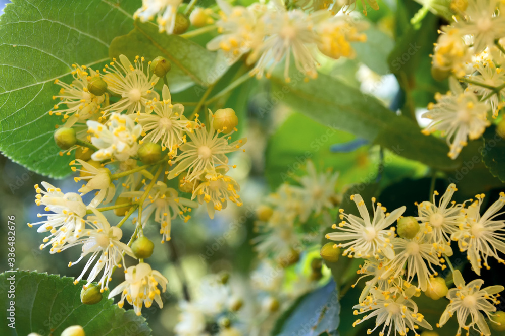 Linden yellow blossom of Tilia cordata tree (small-leaved lime ...