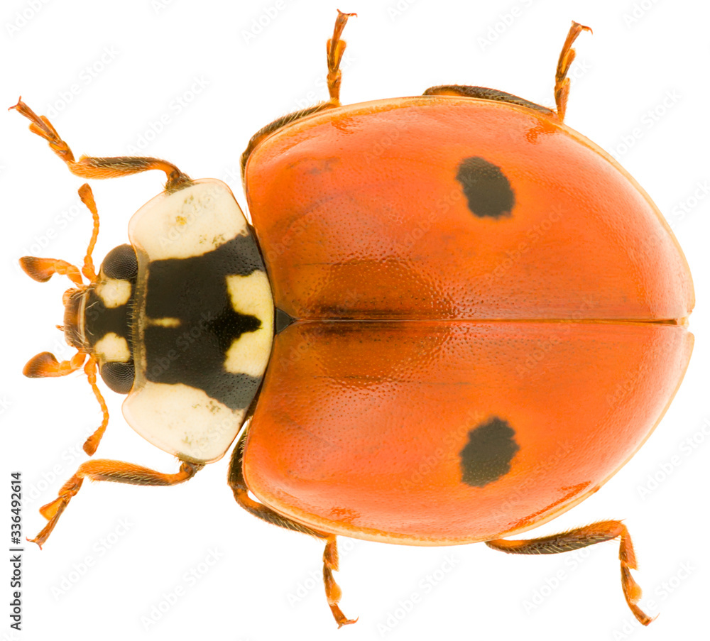 Adalia bipunctata, known as the two-spot ladybird, two-spotted ladybug ...