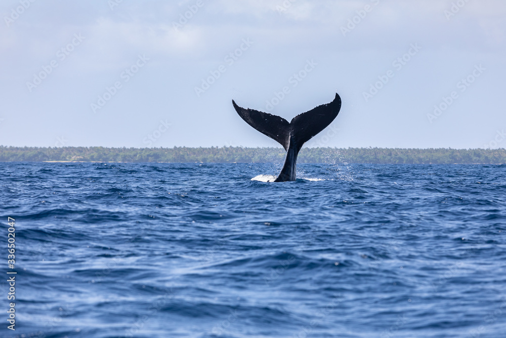 whale tail fin over the surface young humpback playing Pacific Ocean ...