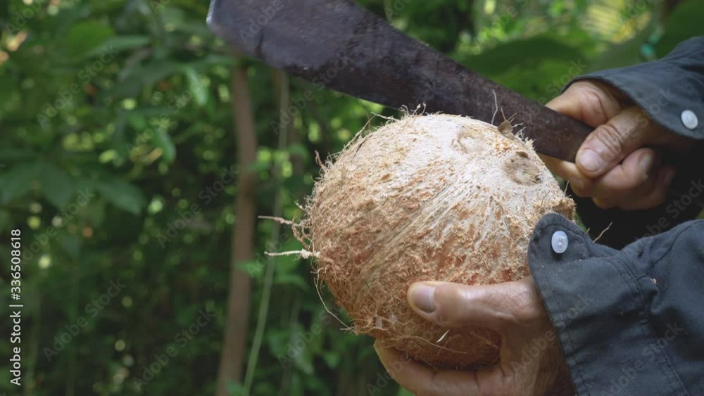 Open Coconut by knock coconut shell until splitting into two parts and splashing water drop with ...